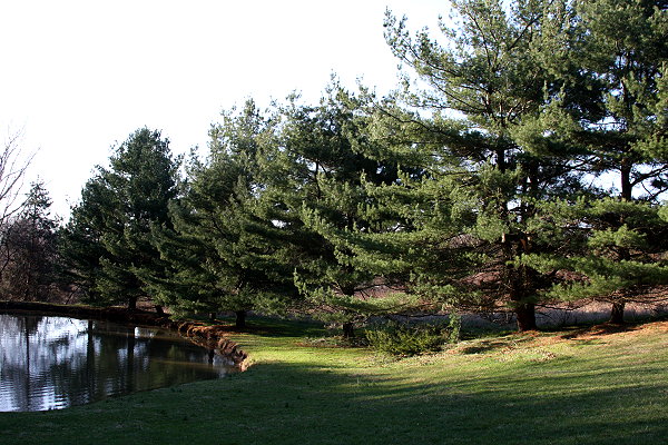 Spring Dell Farm In New Jersey